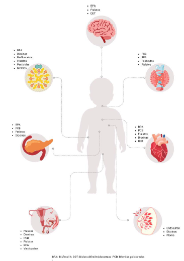 Órganos blanco de disruptores endocrinos Nota: BPA: Bisfenol A; DDT: Dicloro difenil ...
